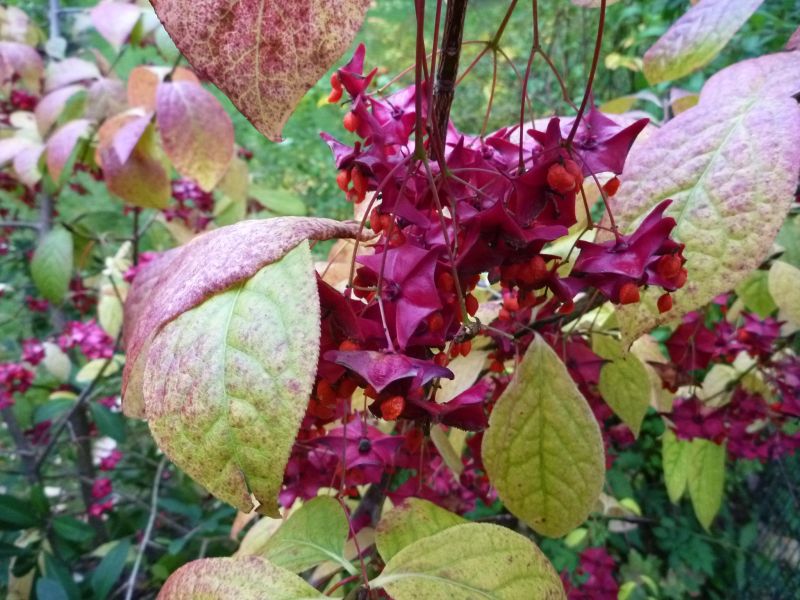 Linnametsa mändide all. : Suuretiivaline kikkapuu