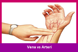 Sebutkan Perbedaan Pembuluh Arteri dan Vena ? - blog kibe