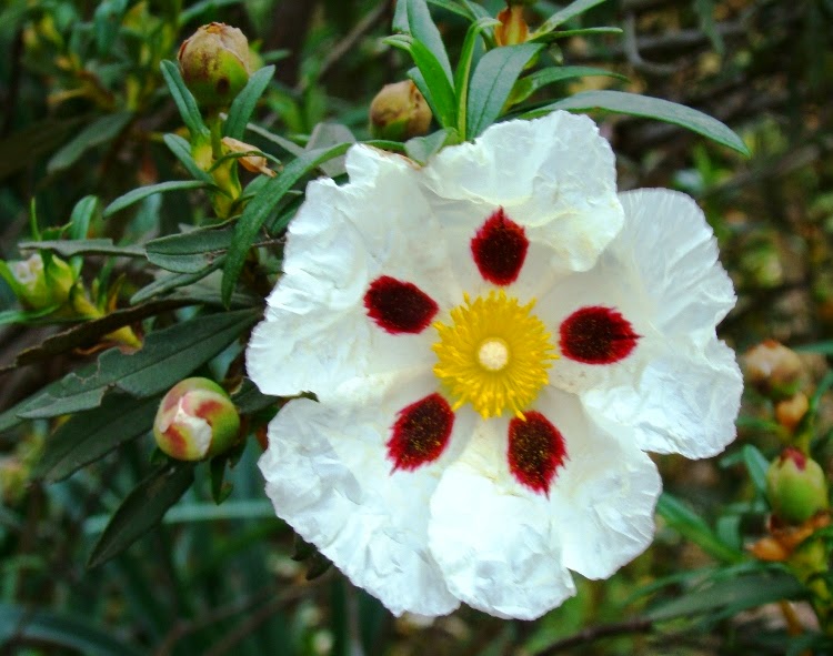 invitaminerva45: APRAZÍVEL FLOR DA ESTEVA