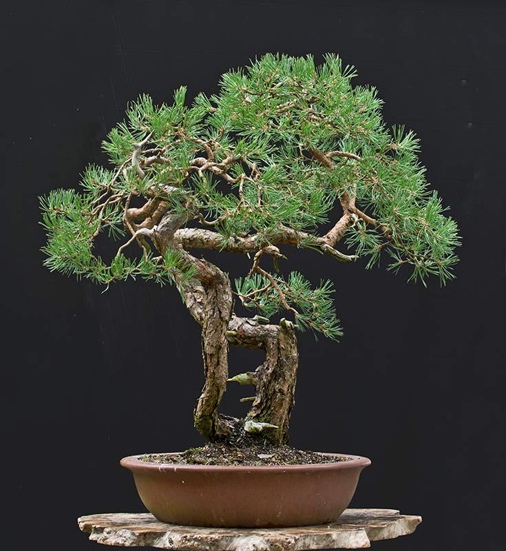 Walter Pall Bonsai Adventures: Scots Pine #17