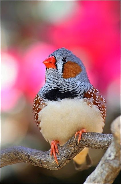 Birds And Animals: Zebra Finch. photos by evey eyes2 by MaddyCow on Flickr