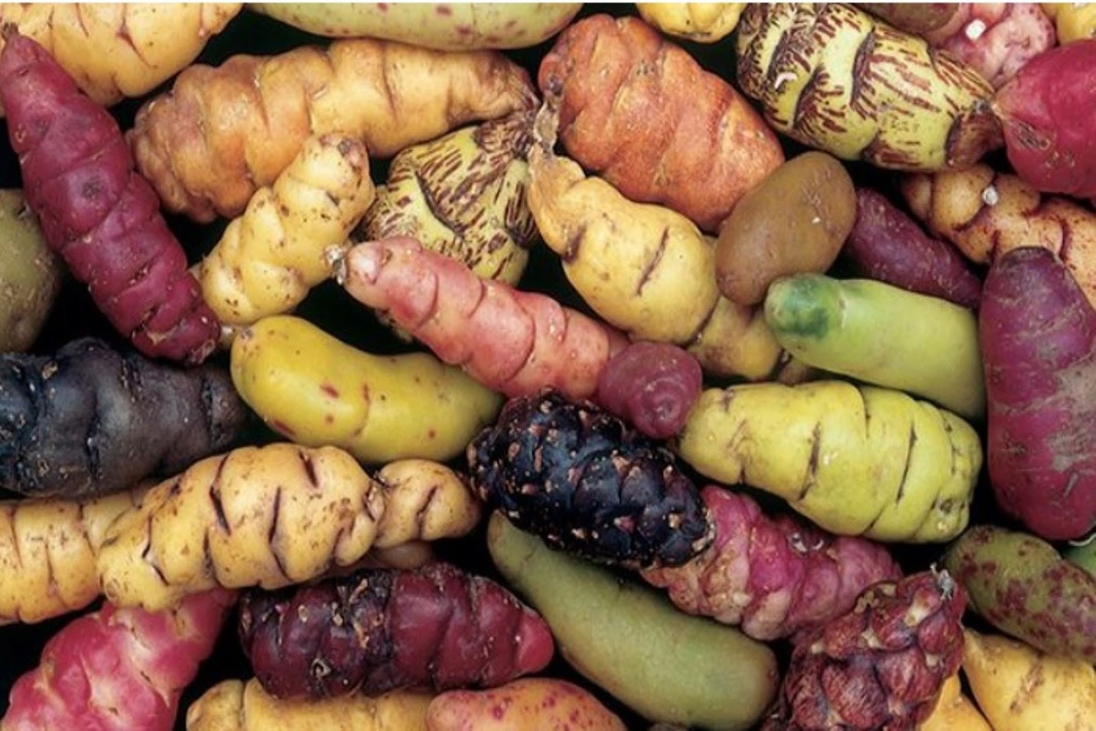 PLAAN : La OCA - Oxalis tuberosa