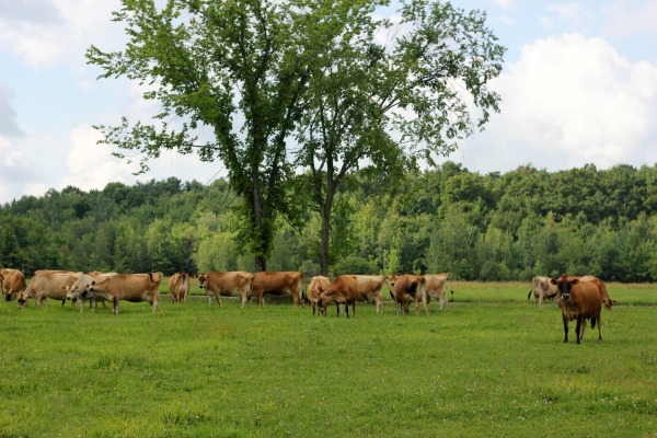 Me and My Pink Mixer: Stonyfield Farm Tour