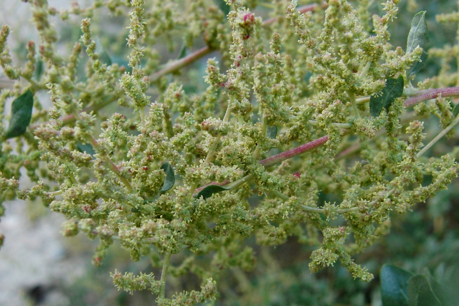 VILLENATURA: Atriplex halimus