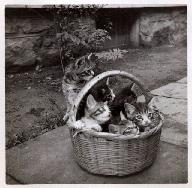 These Vintage Snaps Show Lovely Feelings of Cats When They Were ...