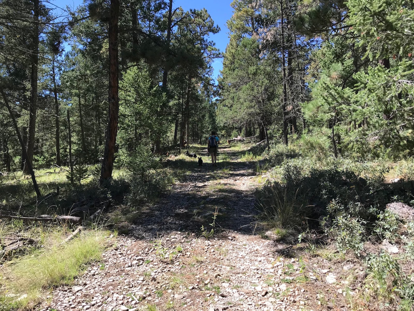 Southern New Mexico Explorer: Carissa Lookout, Long Canyon-Lincoln ...