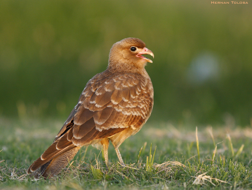 Aves de Argentina: Chimango (Milvago chimango)