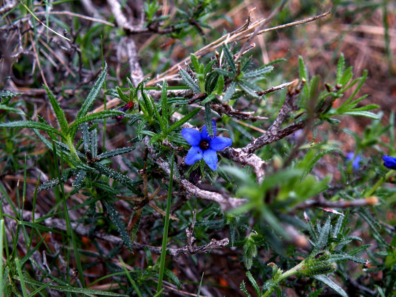 FOTOGENIA MUNDANA, PERCEPCIONES Y PLACERES DEL DÍA A DÍA: florauna