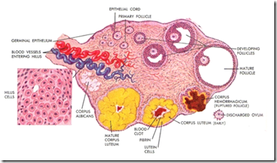 SIKLUS OVARIUM ~ Uswatul Khoirot