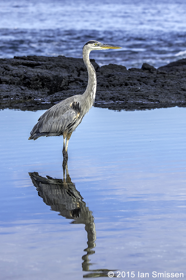 A passion for birds...: Galápagos Day 4 (morning) - Puerto Egas, Isla ...