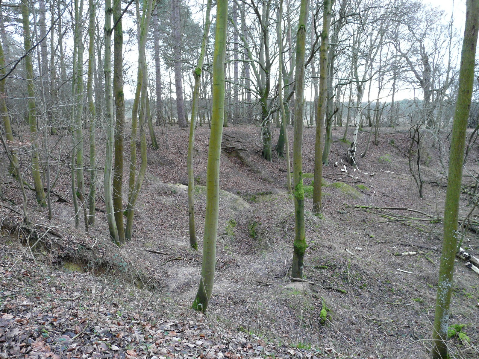 Cindy's Snaps: Beeches Pit, West Stow, Suffolk