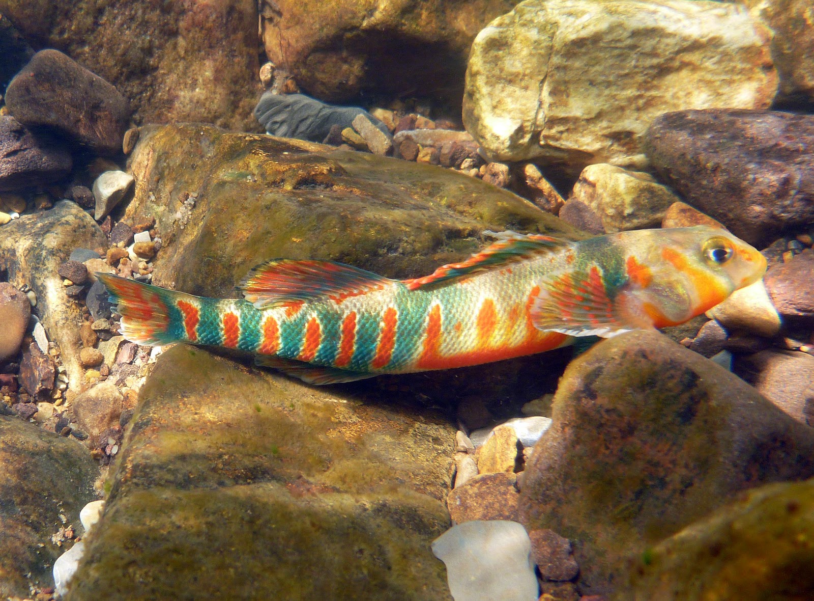 Virginia Fishes: Candy darters (Etheostoma osburni) in Big Stony Creek