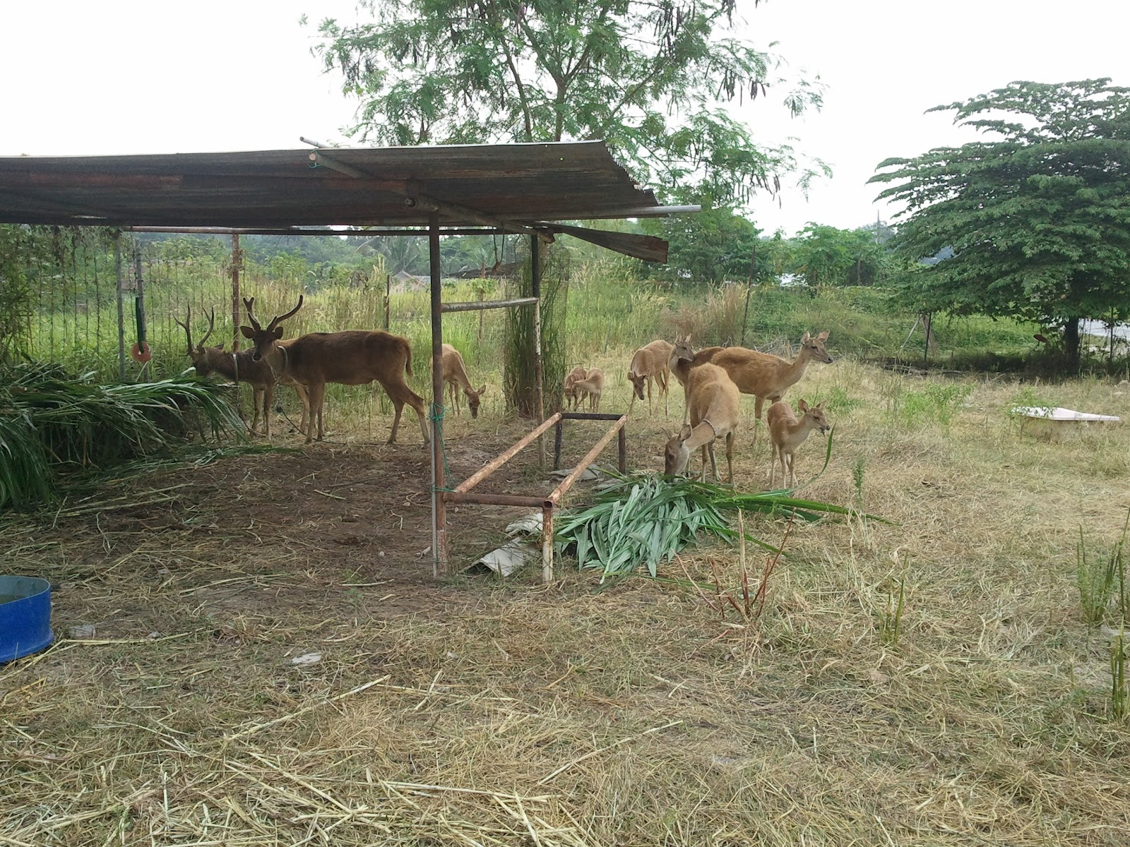 RUSA TERNAK TEMPATAN PALING MURAH