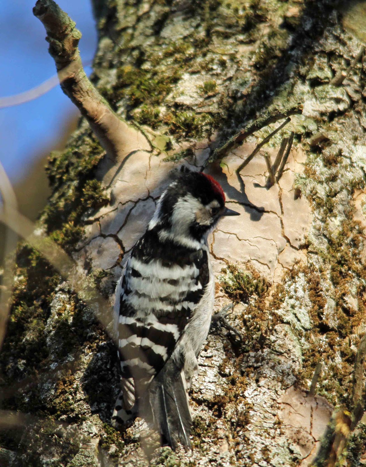 OSLO BIRDER: Lesser Spotted Woodpecker