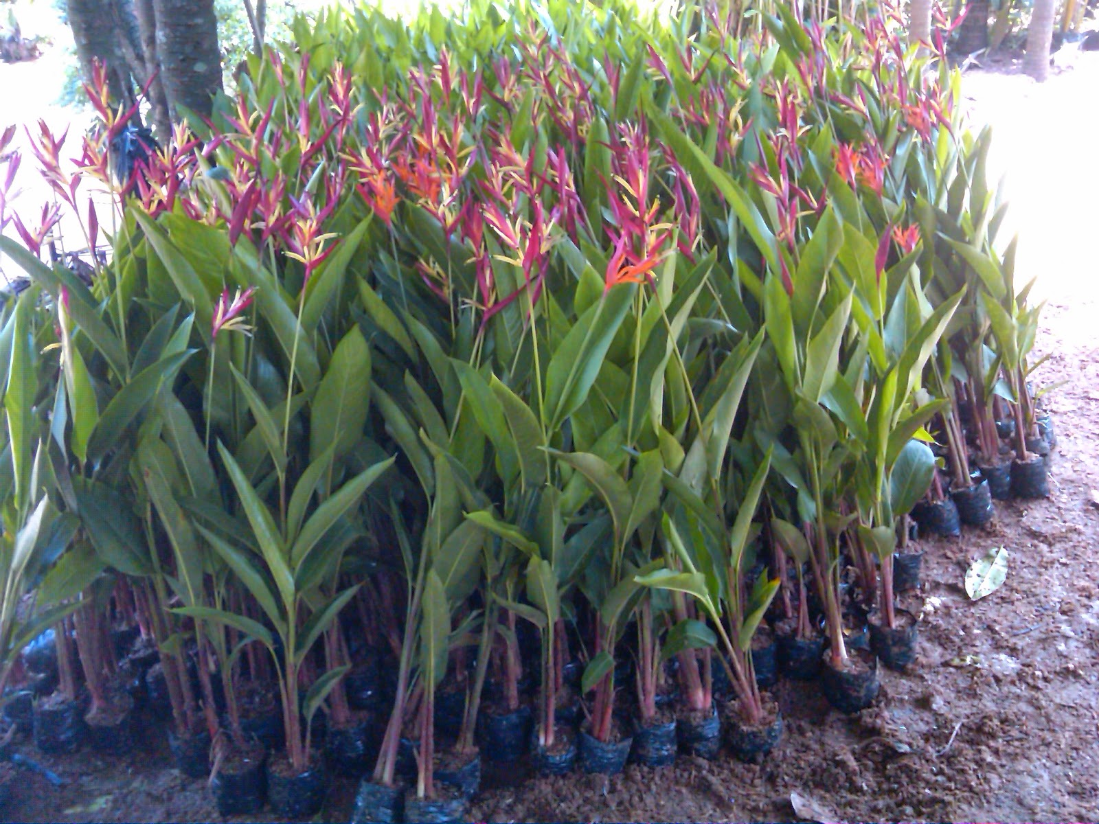 Mengenal jenis tanaman pagar atau partisi - TAMAN MINIMALIS