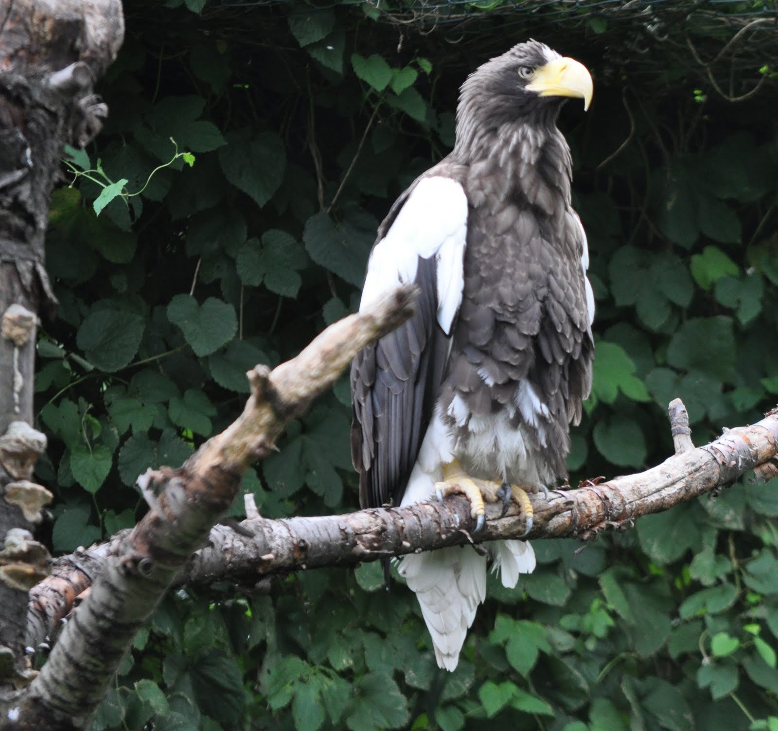 ZOOTOGRAFIANDO (6.100 ANIMALS): PIGARGO GIGANTE DE STELLER / STELLER´S ...