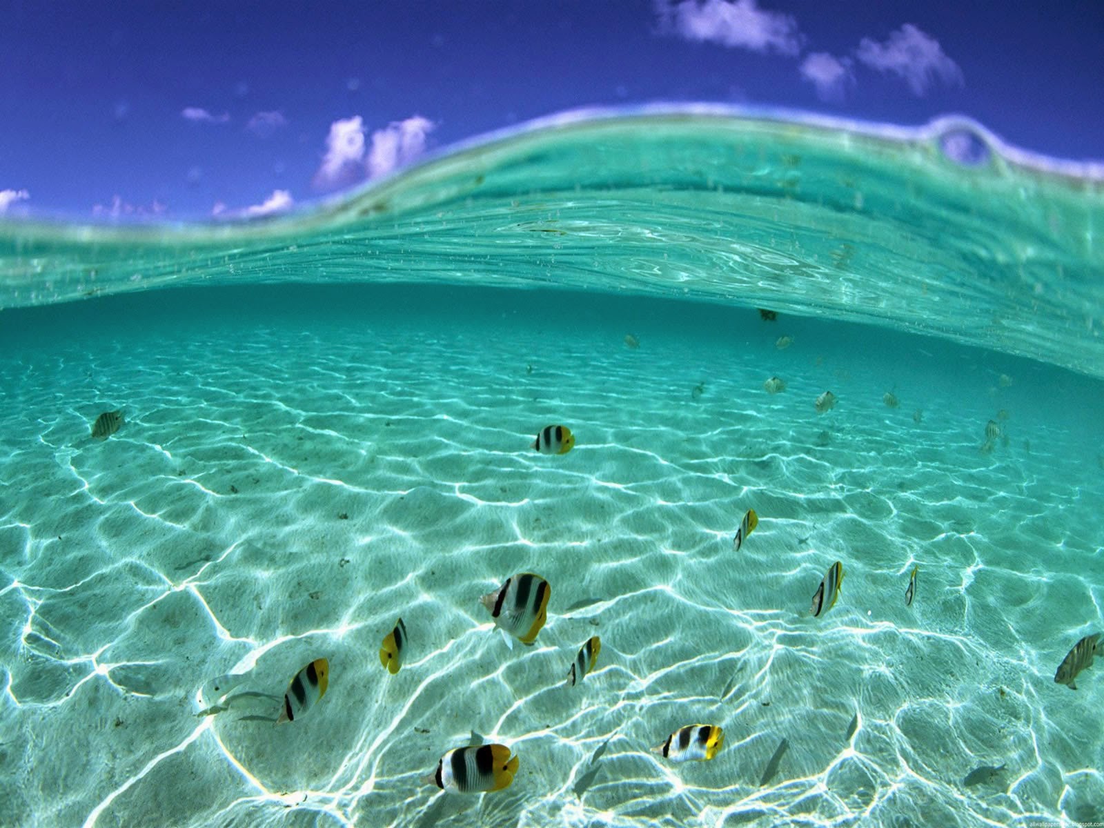 Wallpapers: Wallpapers Com Imagens de Oceano