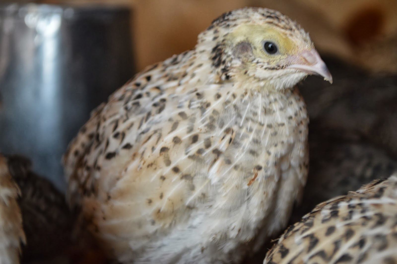 Young Champions in Agribusiness: Rearing Quails for Health and Wealth