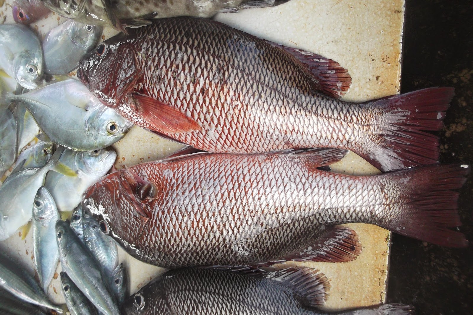 NEGOMBO SEAFOODS: RED SNAPPER