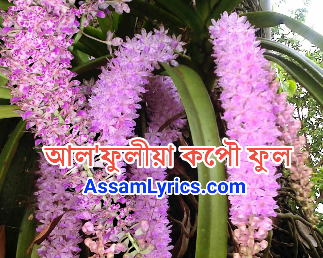 Aalphulia Kopou phool Lyrics | Dipen Baruah & Namita Bhattacharjya ...
