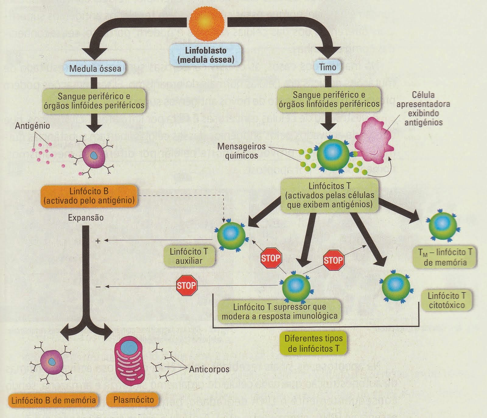 Glossário Ciências Morfológicas: IMUNOLOGIA