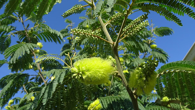 MAP: MELBOURNE STREET TREES 150 - CAPE WATTLE