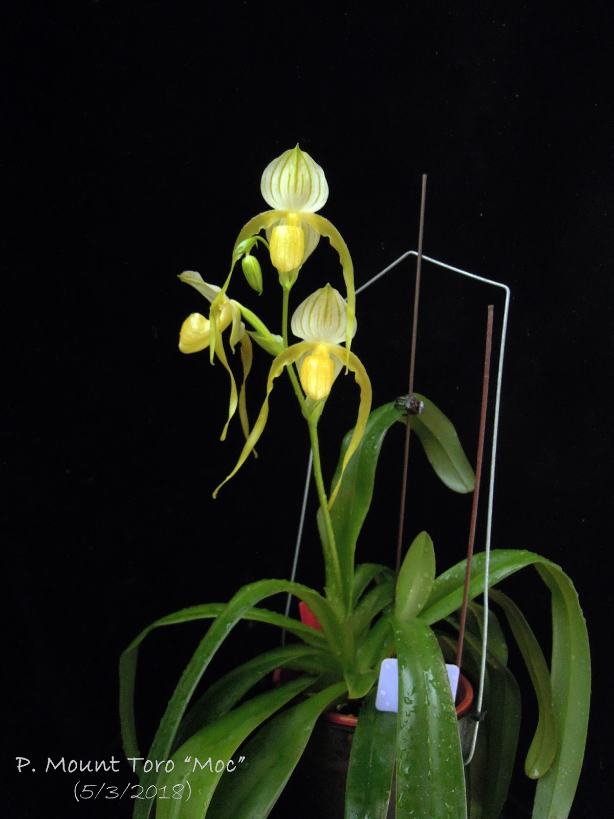 摩卡拖鞋 Moccha Slippers: 後會有期 (Paph. Mount Toro "Moc")