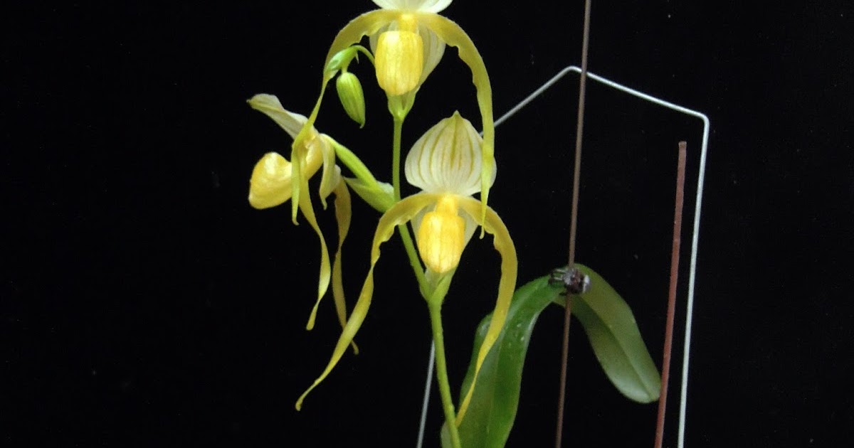 摩卡拖鞋 Moccha Slippers: 後會有期 (Paph. Mount Toro "Moc")