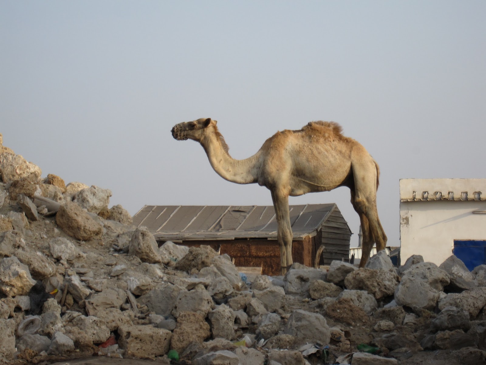 Janet's Journeys: Pictures from Sudan