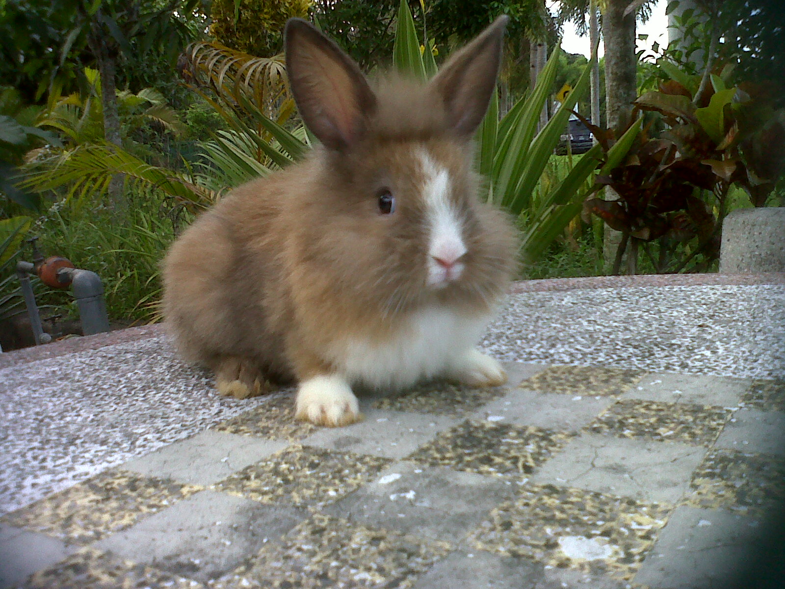 arnab kubang pasu kedah: ARNAB ANGORA (KOD AG1202)