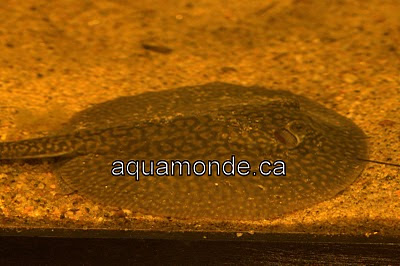 AQUAMONDE: Potamotrygon Laticeps. Teacup stingray