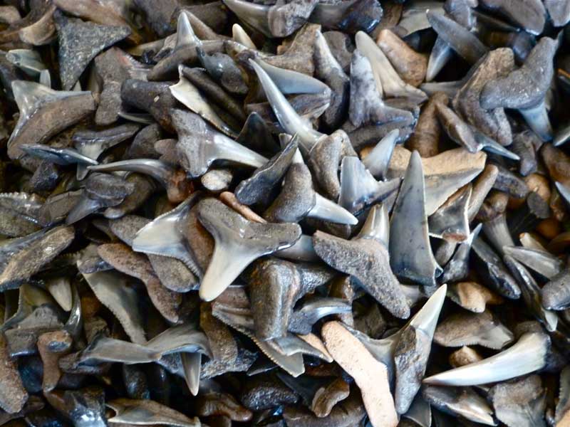 Where's Eldo?: Where Have All the Shark Teeth Gone?