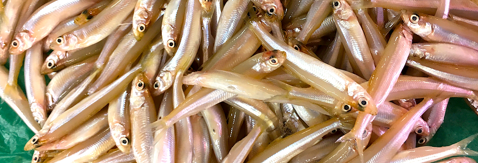 Aquarium Movies (Japan) archive 生きている魚図鑑: ワカサギ Japanese smelt,Wakasagi ...