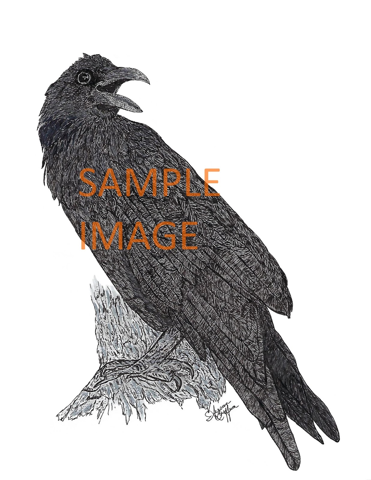 Susan Buffum- Author: Birds