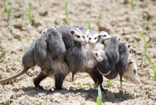 Blooming Lovely: October 2011