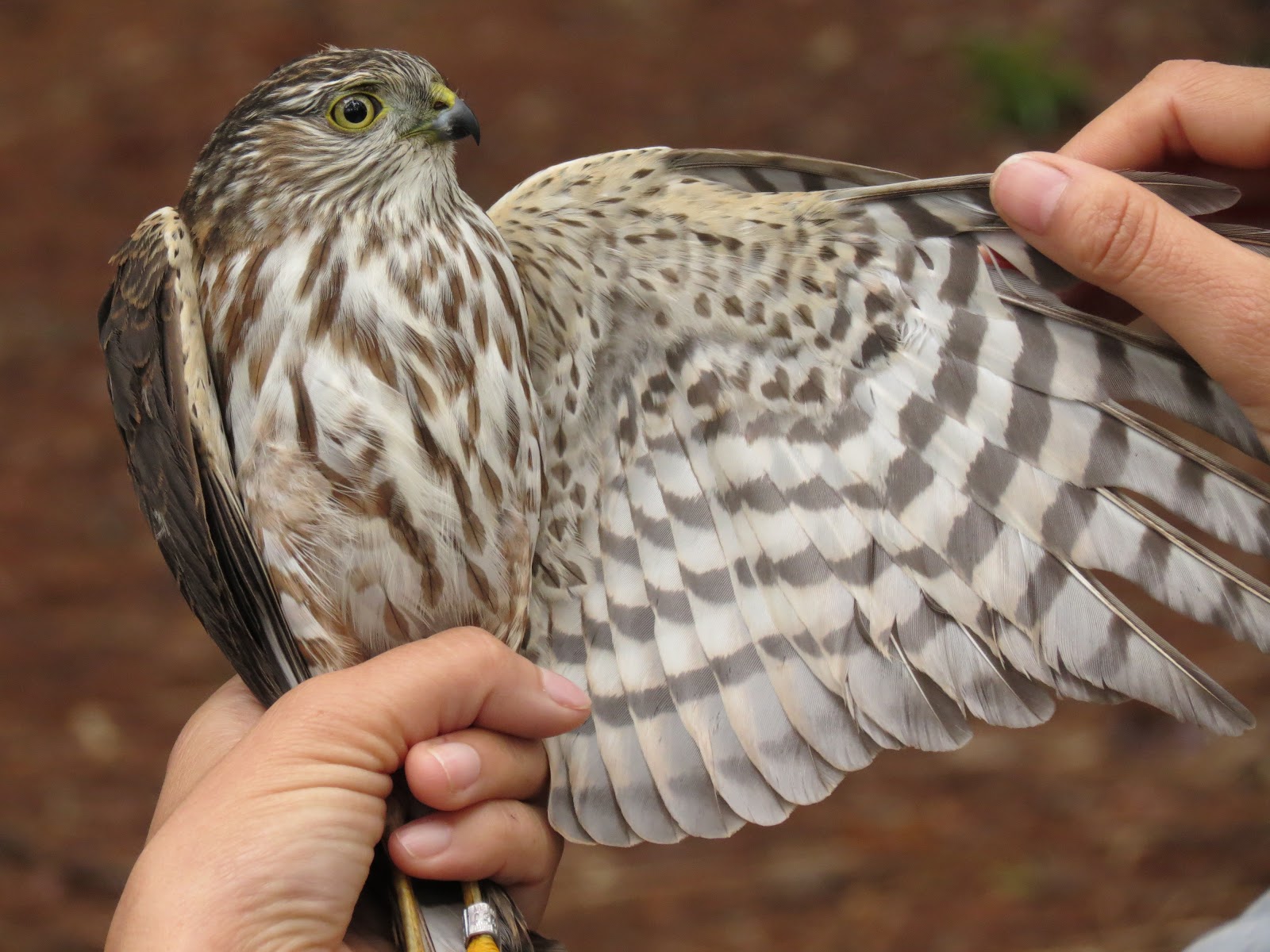 On the road: White-breasted Hawk