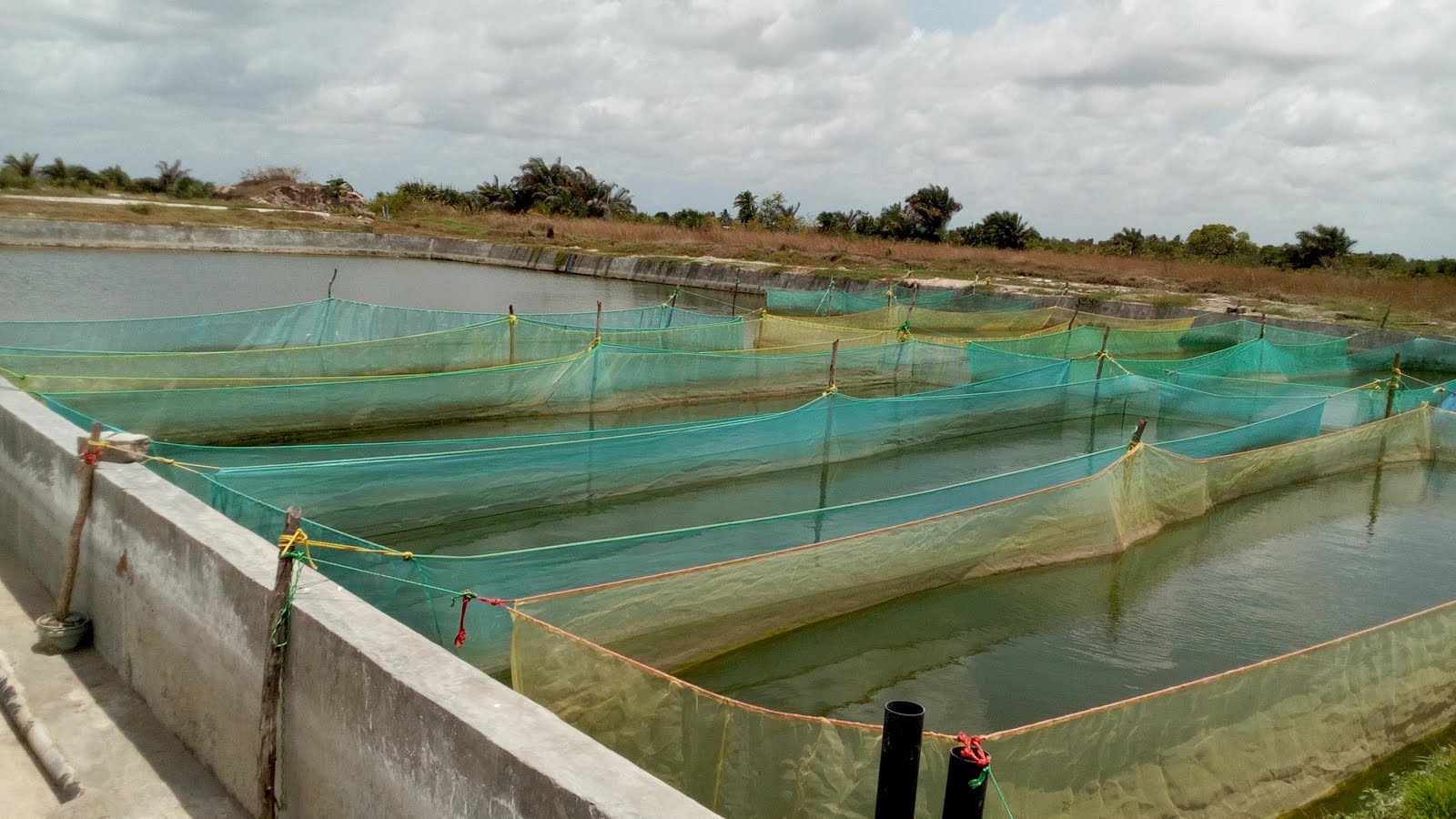 Aqua-business con: Rearing of fish in Hapa