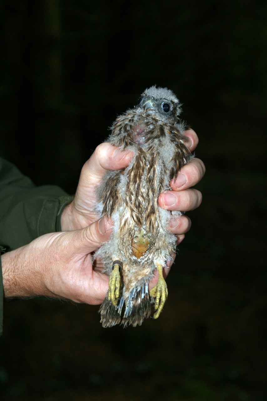 Ruffled Feathers: July 2012