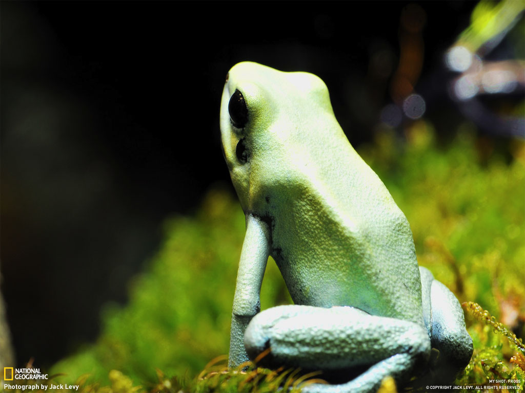 Imagens da natureza: Sapo