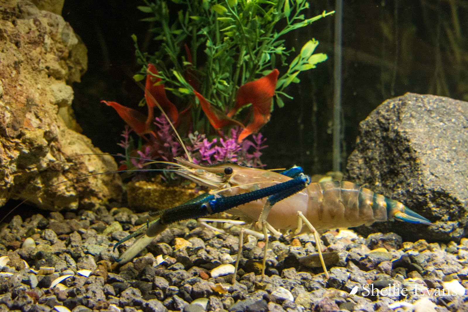 Two Go Tiki Touring: Nine Weeks in Napier- Part 3; Taupo Prawn Park