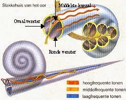 Het oor: Het Middenoor