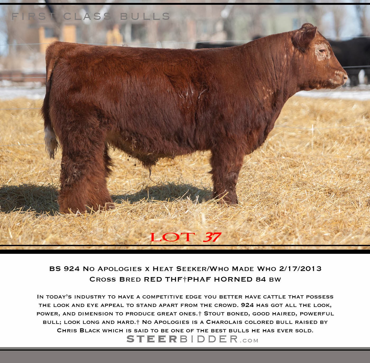 RCC Blog: First Class Bull Sale - March 11th - Lot 37