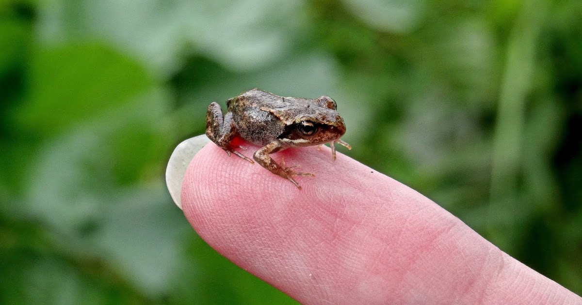 Annen jutut: MINI SAMMAKKO little frog