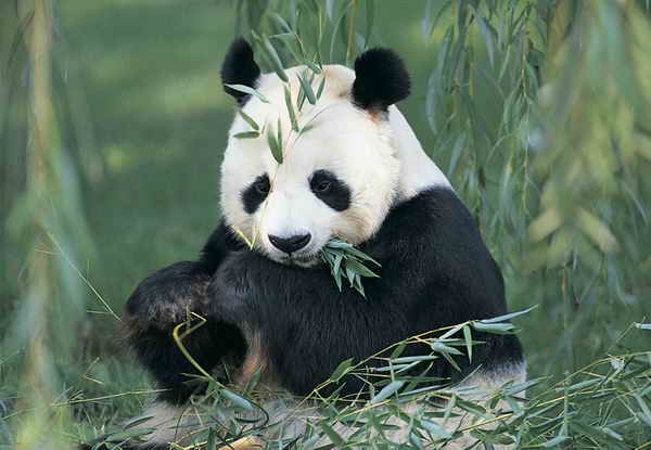 PANDA FACTS |The Garden of Eaden