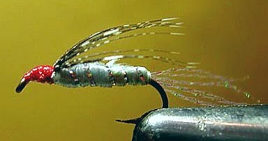 Louisiana Fly Fishing: Kathy's Silver Minnow