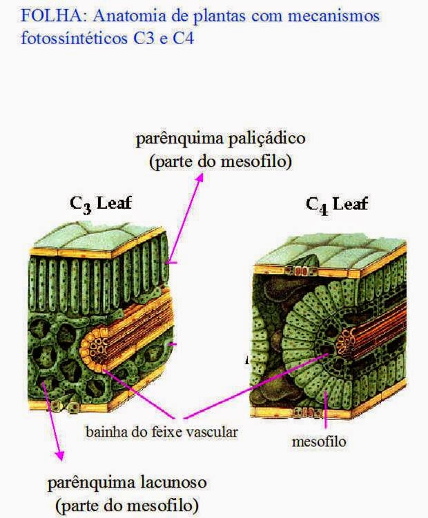 Asteraceae: Folha: estrutura geral.