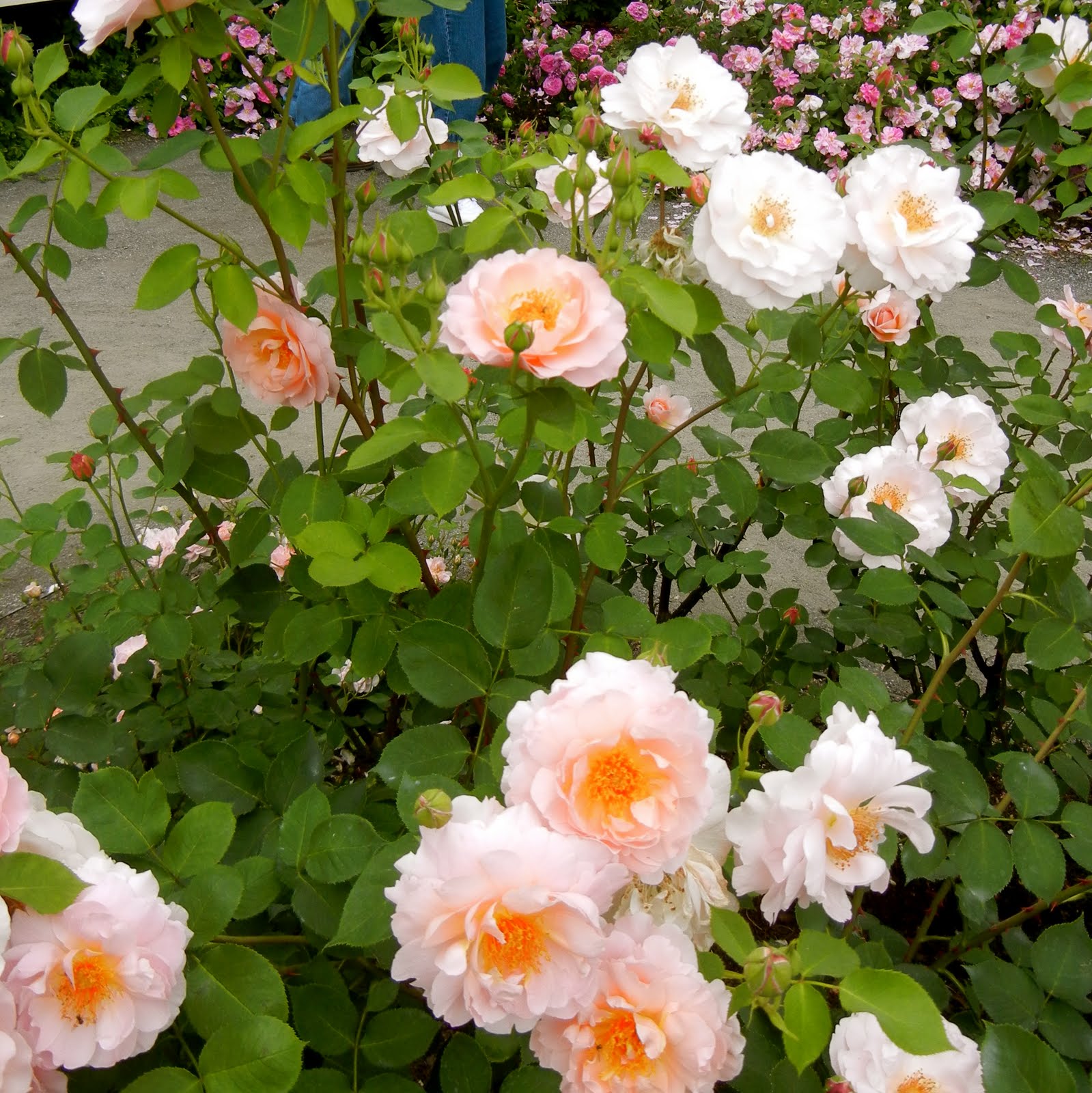 About New York: Roses