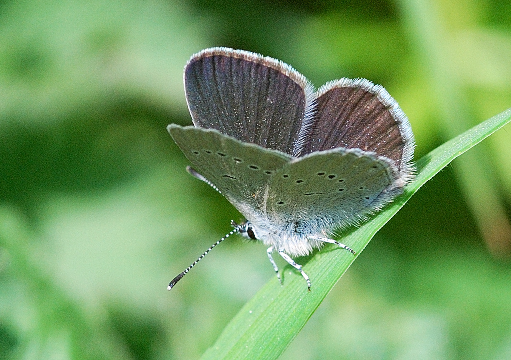 Butterfly Islands: Small Blue