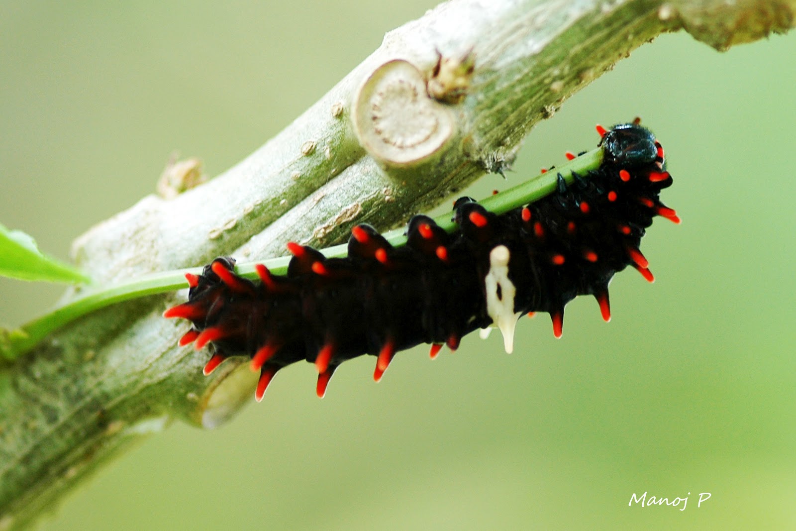 My Butterfly Garden: Crimson Rose - Pachlipta hector Linnaeus