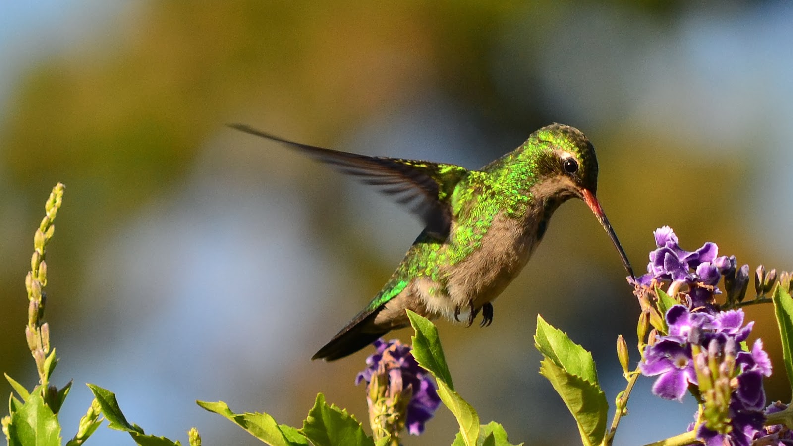 Aves de La Floresta: Picaflor verde
